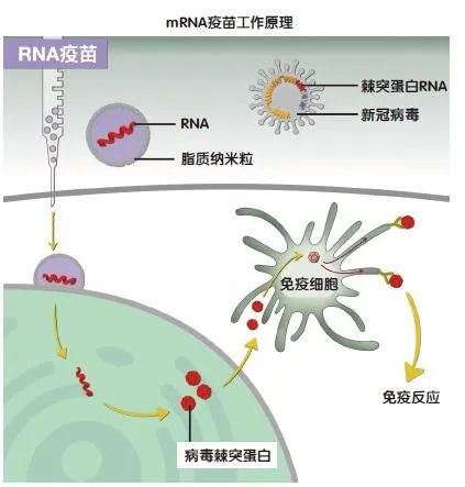 RNA疫苗是如何工作的？__凤凰网