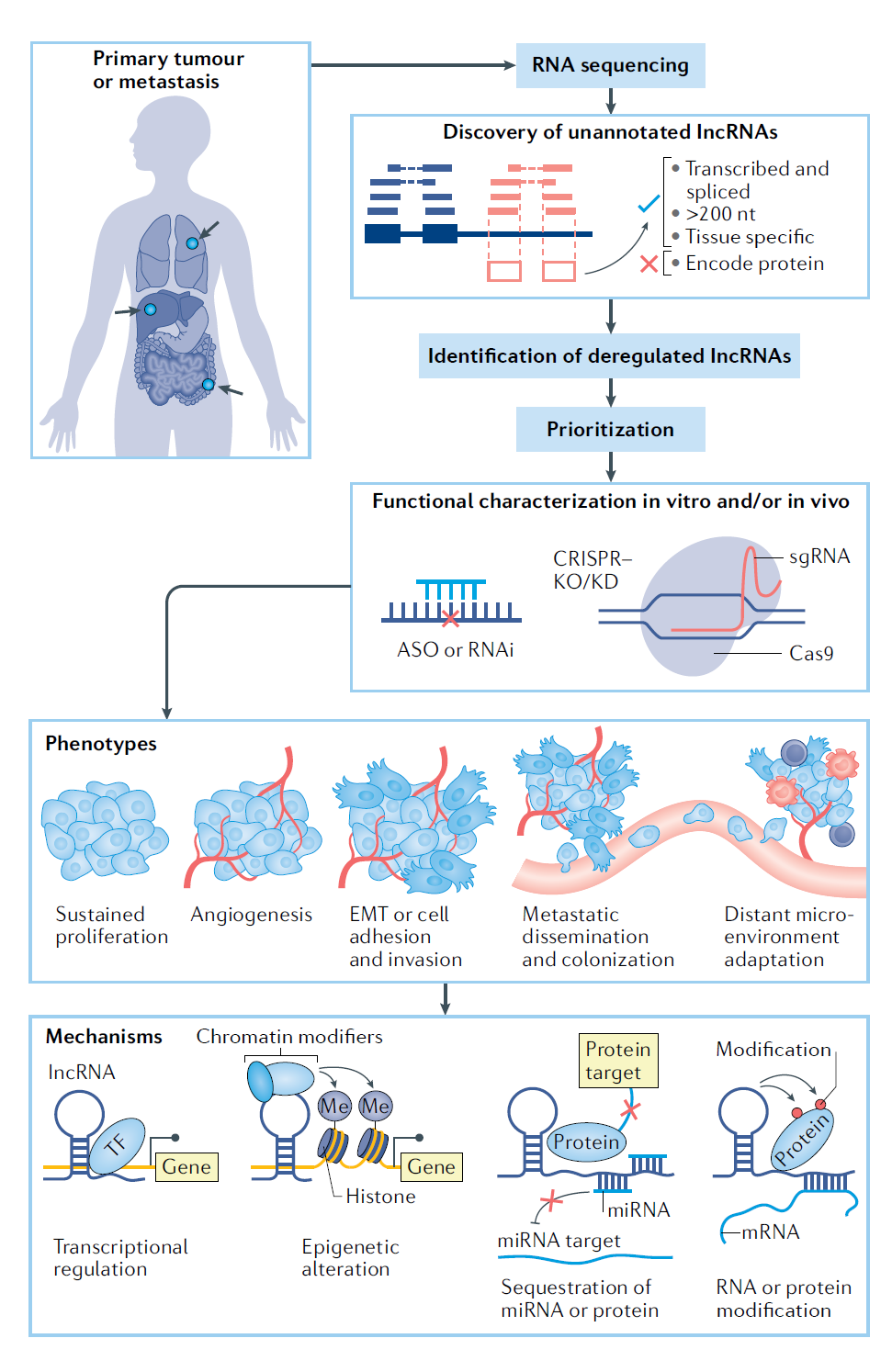 Nature Reviews Cancer综述：长非编码RNA在肿瘤转移中的作用__凤凰网