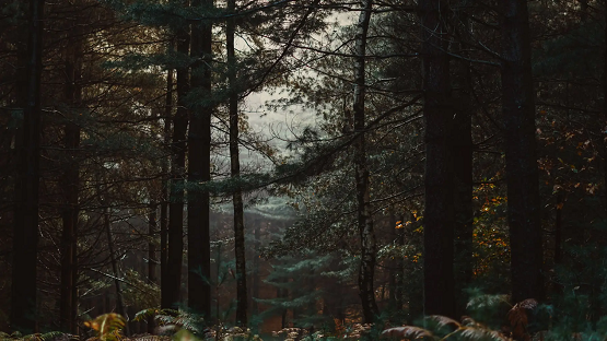 碳资产市场启新章 益链科技：区块链助推我国“双碳”目标达成_凤凰网