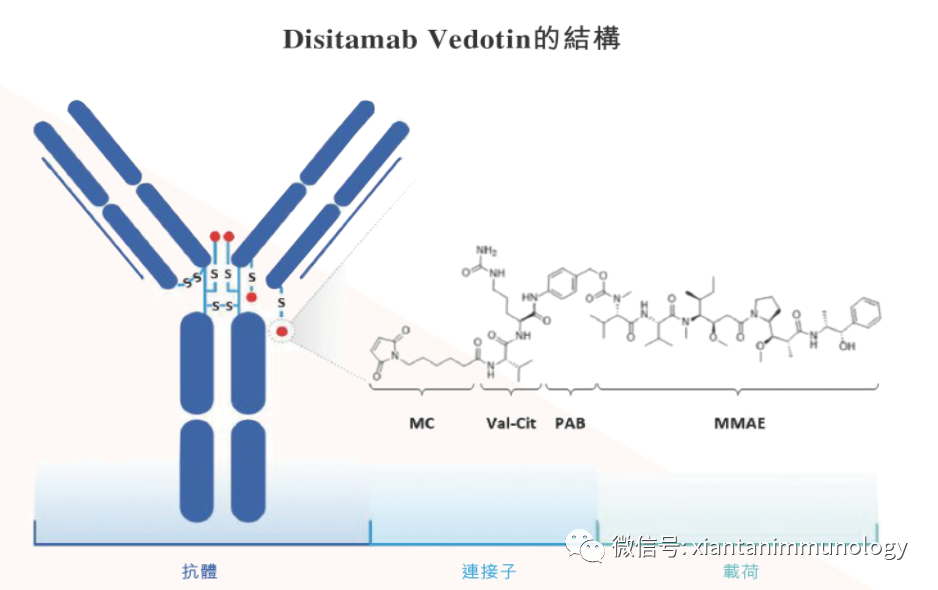 25个乳腺癌抗体药物偶联物__凤凰网