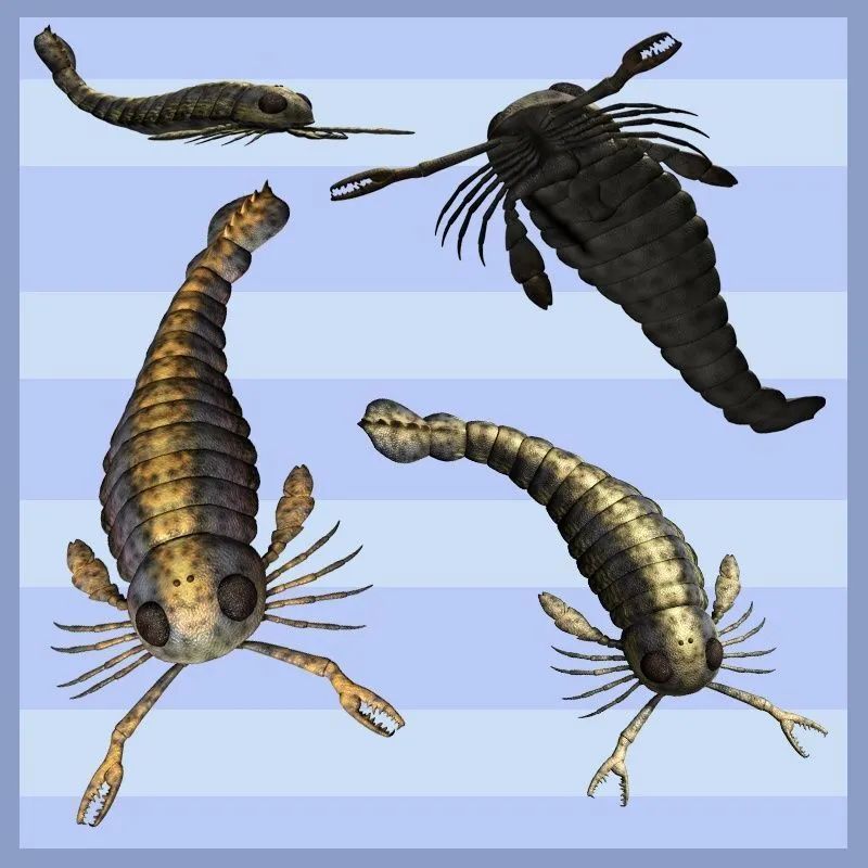 海洋头号杀手——消逝的远古蝎子__凤凰网