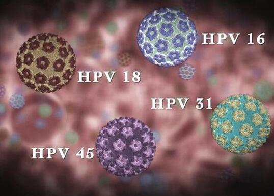 新西兰HPV片是否值得买？HPV阳转阴真相调查_凤凰网
