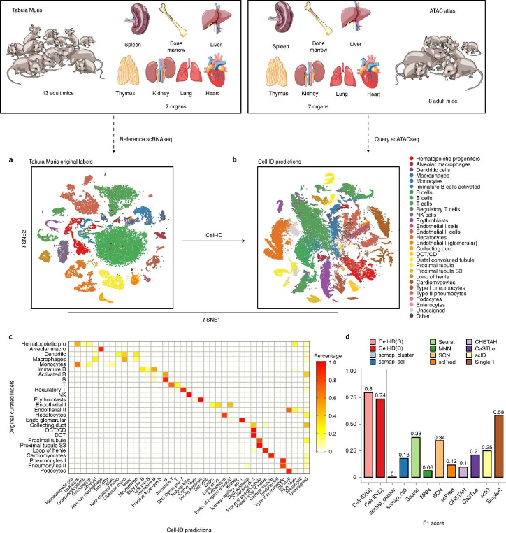 Nature Biotechnology|基于单细胞测序提取基因特征、识别细胞身份的新方法Cell-ID_凤凰网