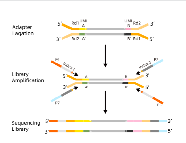全流程覆盖！从DNA提取到数据分析，ABclonal FFPE DNA一体化解决方案化解NGS测序难题__凤凰网