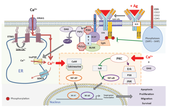 ACROBiosystems百普赛斯解读CD79B，助力满足临床待满足需求_凤凰网