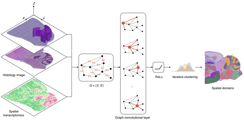 Nat Methods|李明瑶团队发表空间转录组数据分析的新算法SpaGCN，可检测出具有空间表达模式的SVG__凤凰网