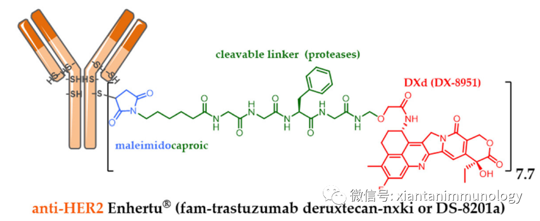 25个乳腺癌抗体药物偶联物__凤凰网
