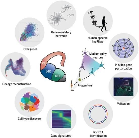 Science：揭示人类纹状体发育的单细胞图谱__凤凰网
