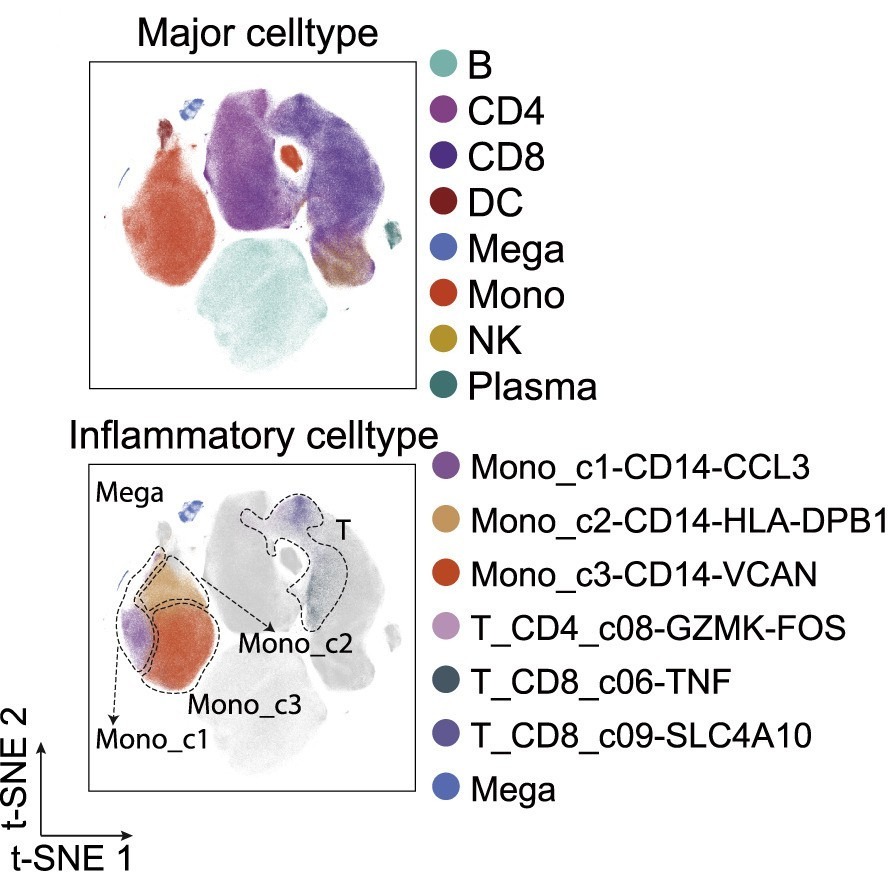 在高分文章中单细胞测序聚类算法究竟用tSNE还是UMAP？__凤凰网