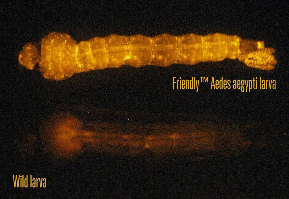 以蚊灭蚊，美国释放 20 亿只转基因蚊子_凤凰网