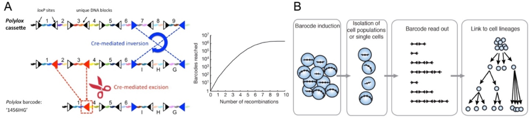 裴唯珂：记录细胞的前世今生，撬起生命发育过程的黑箱 | 创新35人专栏_凤凰网