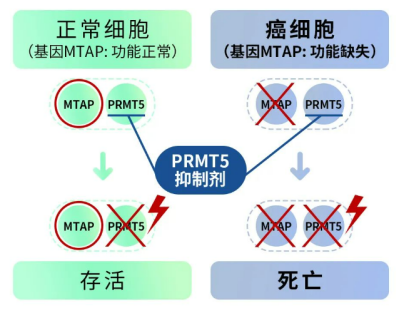 先声药业PRMT5抑制剂I期试验完成首例患者用药 “合成致死”基因抗癌赛道缘何火热？_凤凰网
