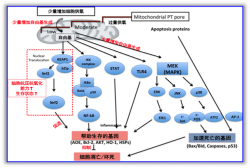 高压氧舱民用智能版上线 O2 ARK或成抗衰促健康帮手_凤凰网