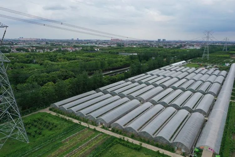 中国人吃掉全球70%西瓜！他继承千亩瓜田，日销千箱西瓜__凤凰网