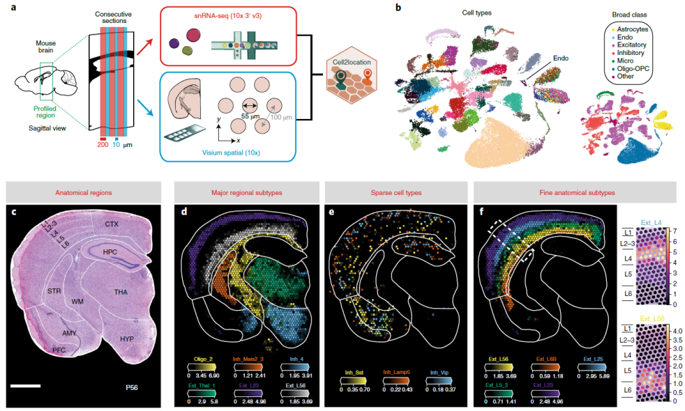 Nat Biotech | 基于贝叶斯模型的空间转录组学映射新方法Cell2location，可解析细粒度细胞类型__凤凰网