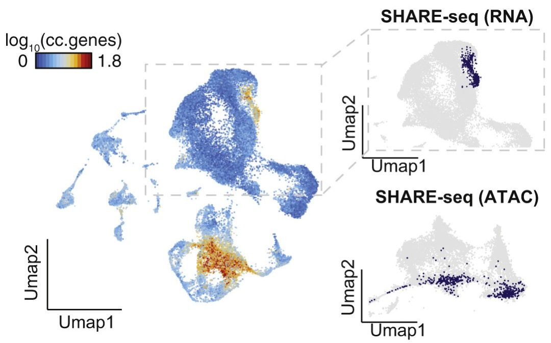 在高分文章中单细胞测序聚类算法究竟用tSNE还是UMAP？__凤凰网
