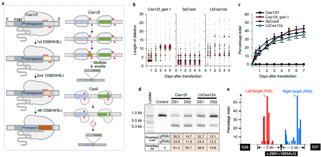 NBT | DNBSEQ-T7全基因组测序助力CRISPR基因编辑系统升级，脱靶率低，特异性高__凤凰网
