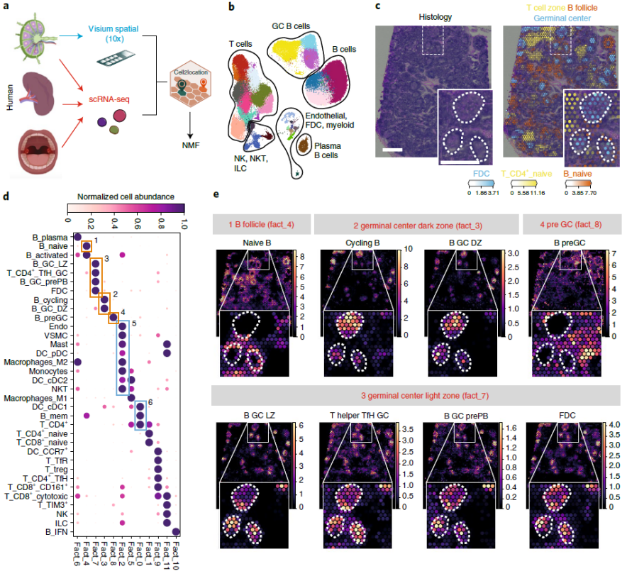 Nat Biotech | 基于贝叶斯模型的空间转录组学映射新方法Cell2location，可解析细粒度细胞类型__凤凰网