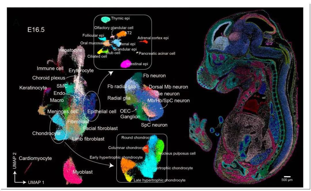 Cell 专题|华大Stereo-seq系列成果发布，揭秘超高分辨率生命全景时空图谱__凤凰网