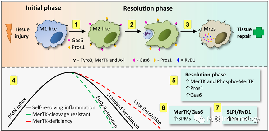 炎症的基础：巨噬细胞和TAM分子__凤凰网