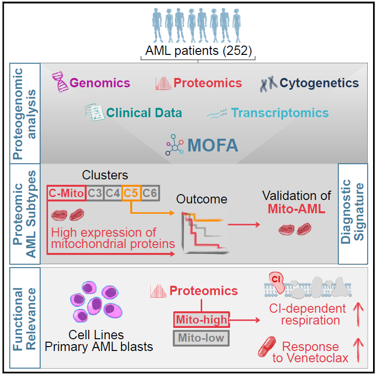 Cancer Cell|基于多组学数据绘制AML蛋白基因组学图谱，揭示具有临床相关性的蛋白组亚型Mito-AML_凤凰网