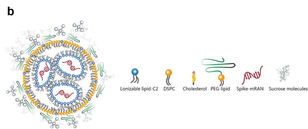 全球首创无针注射方式接种新冠mRNA-LNP疫苗，为新冠病毒预防提供新思路_凤凰网科技_凤凰网