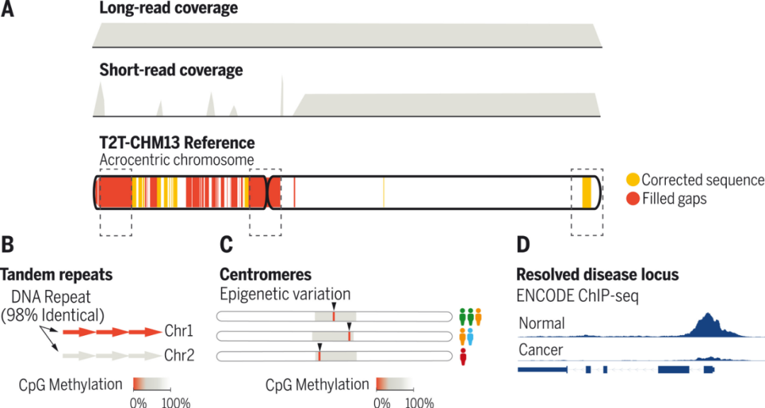 迄今最完整的人类基因组图谱！Science特刊6篇长文系统梳理T2T参考基因组研究成果__凤凰网