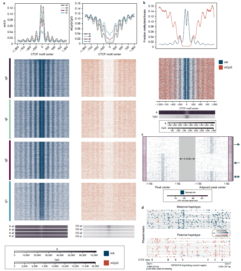 Nature子刊|新型单分子长读长测序技术DiMeLo-seq，高分辨率绘制蛋白质-DNA互作图谱__凤凰网