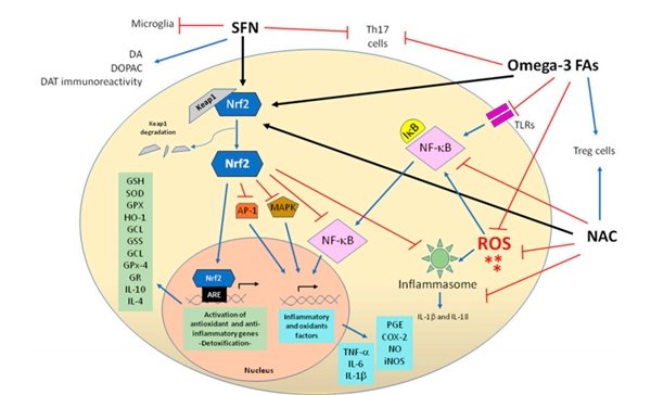 氢气改善注意力缺陷多动障碍（ADHD）原理和疗效分析_凤凰网