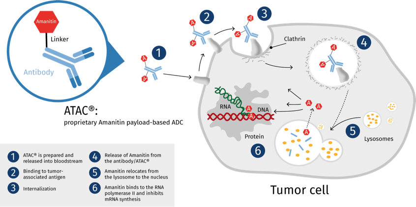 华东医药Heidelberg Pharma股权投资交易全部完成 加速布局ADC蓝海赛道_凤凰网