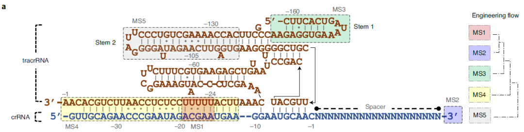 NBT | DNBSEQ-T7全基因组测序助力CRISPR基因编辑系统升级，脱靶率低，特异性高__凤凰网