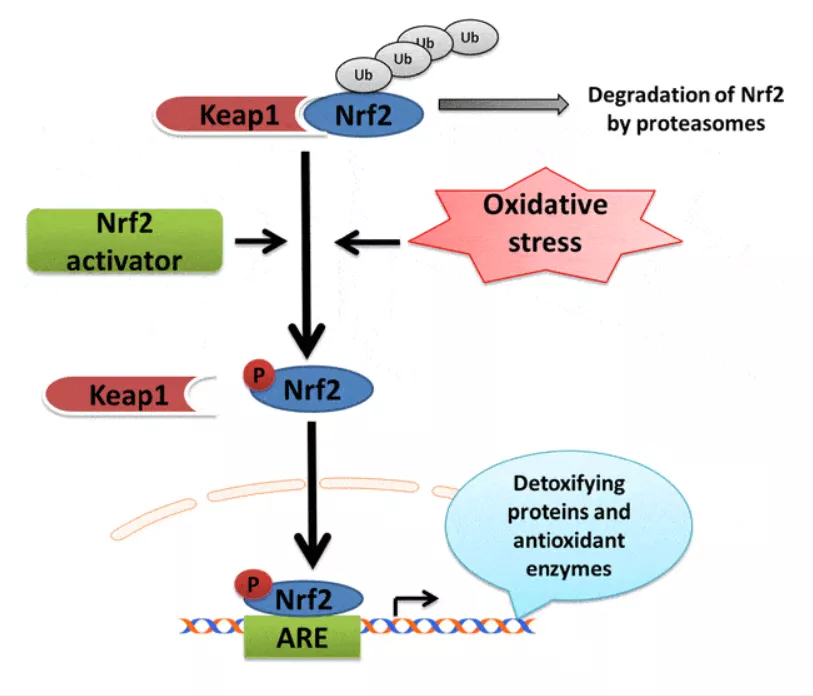 内源性和外源性抗氧化有什么区别？什么是nrf2？如何激活nrf2？凤凰网