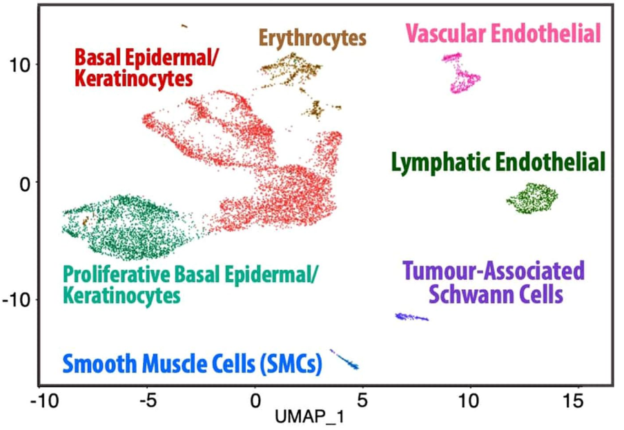 在高分文章中单细胞测序聚类算法究竟用tSNE还是UMAP？__凤凰网
