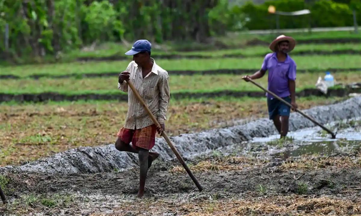 斯里兰卡要求公务员每周五带薪休假 在家种地以备粮荒__凤凰网