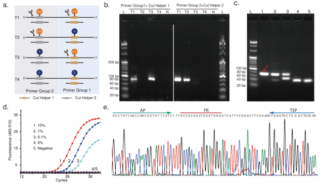 Nat Commun|序列末端依赖性PCR方法——STEM-PCR，以单碱基分辨率识别位点特异性突变__凤凰网