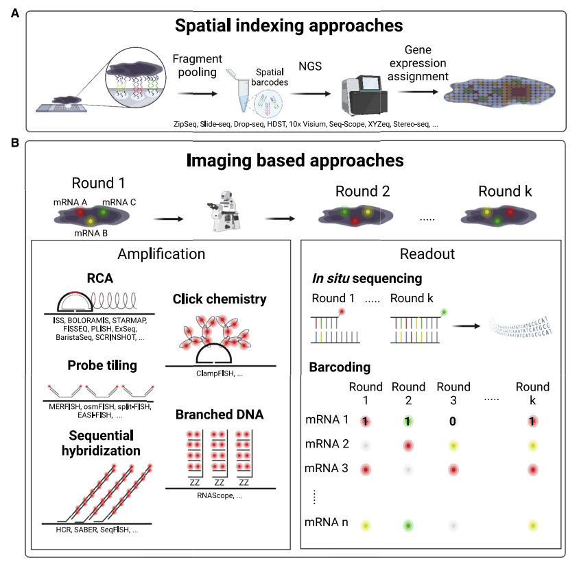 Cancer Cell综述|空间分析技术“照亮”肿瘤微环境研究_凤凰网