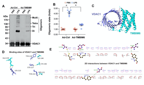 Metabolism/南方科技大学王艺瑾课题组揭示TMBIM6与VDAC1互作模式维持线粒体质量控制减轻脓毒症分子机制__凤凰网