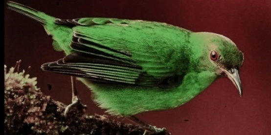 OLEDWorks探索OLED微显示技术用于AR、VR设备_凤凰网