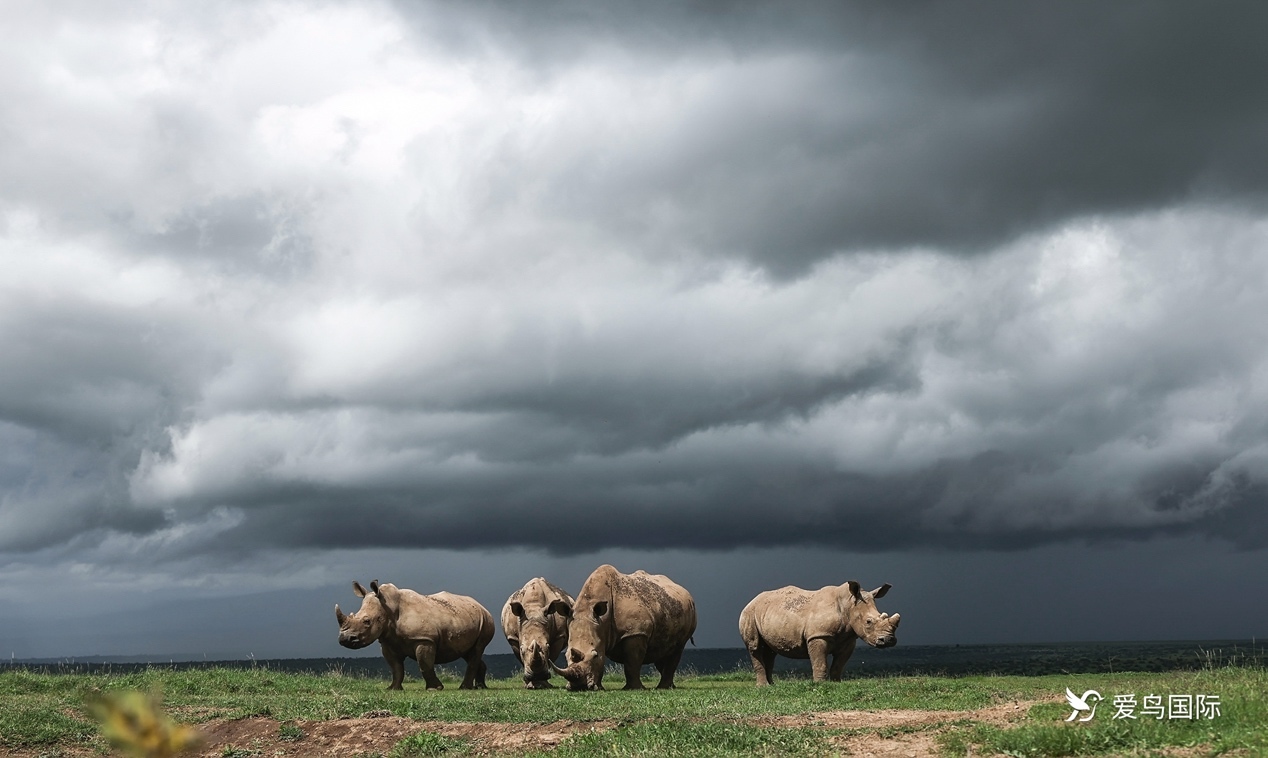 近看非洲 感受佳能RF1200mm镜头中的野性魅力_凤凰网