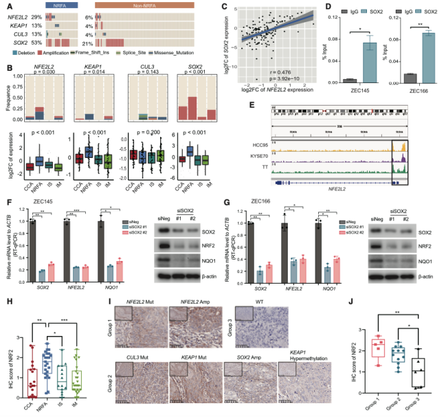 Cancer Cell|序祯达生物多组学技术助力全球最大规模食管鳞癌分子分型研究__凤凰网