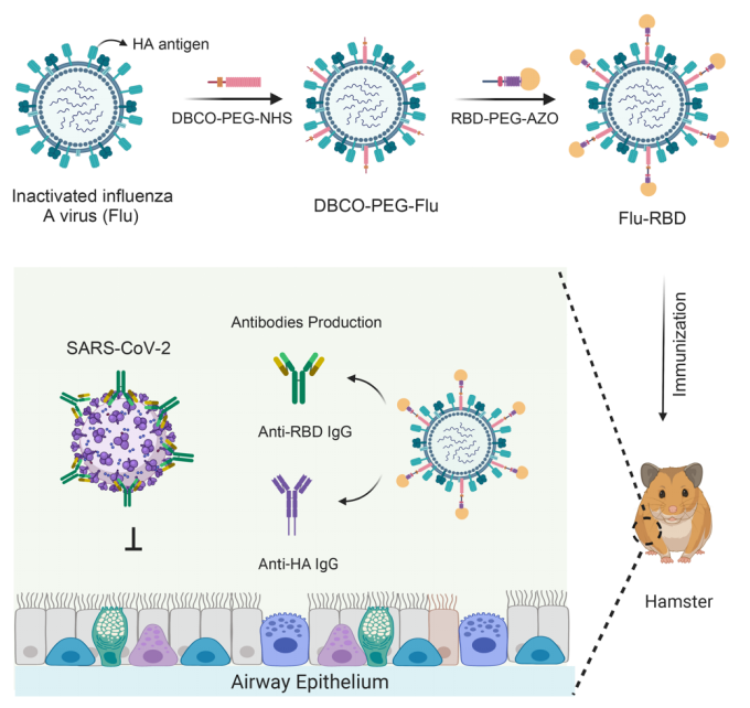 Science Advances|程柯团队研发新冠、流感双杀疫苗_凤凰网