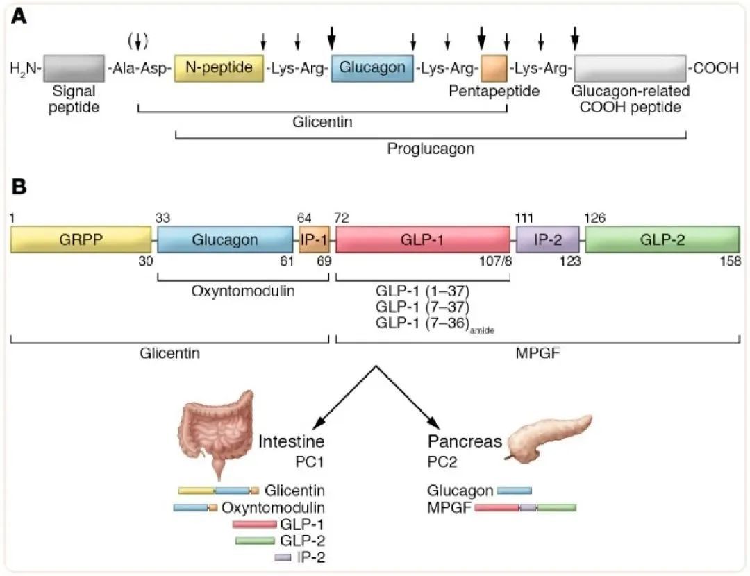 减肥药司美格鲁肽的诞生：从毒蜥蜴、琵琶鱼开始_凤凰网