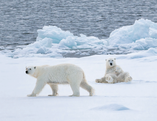 全球首艘！极地奢华破冰邮轮启航，直抵北纬90°！在北极泡温泉，邂逅北极熊__凤凰网