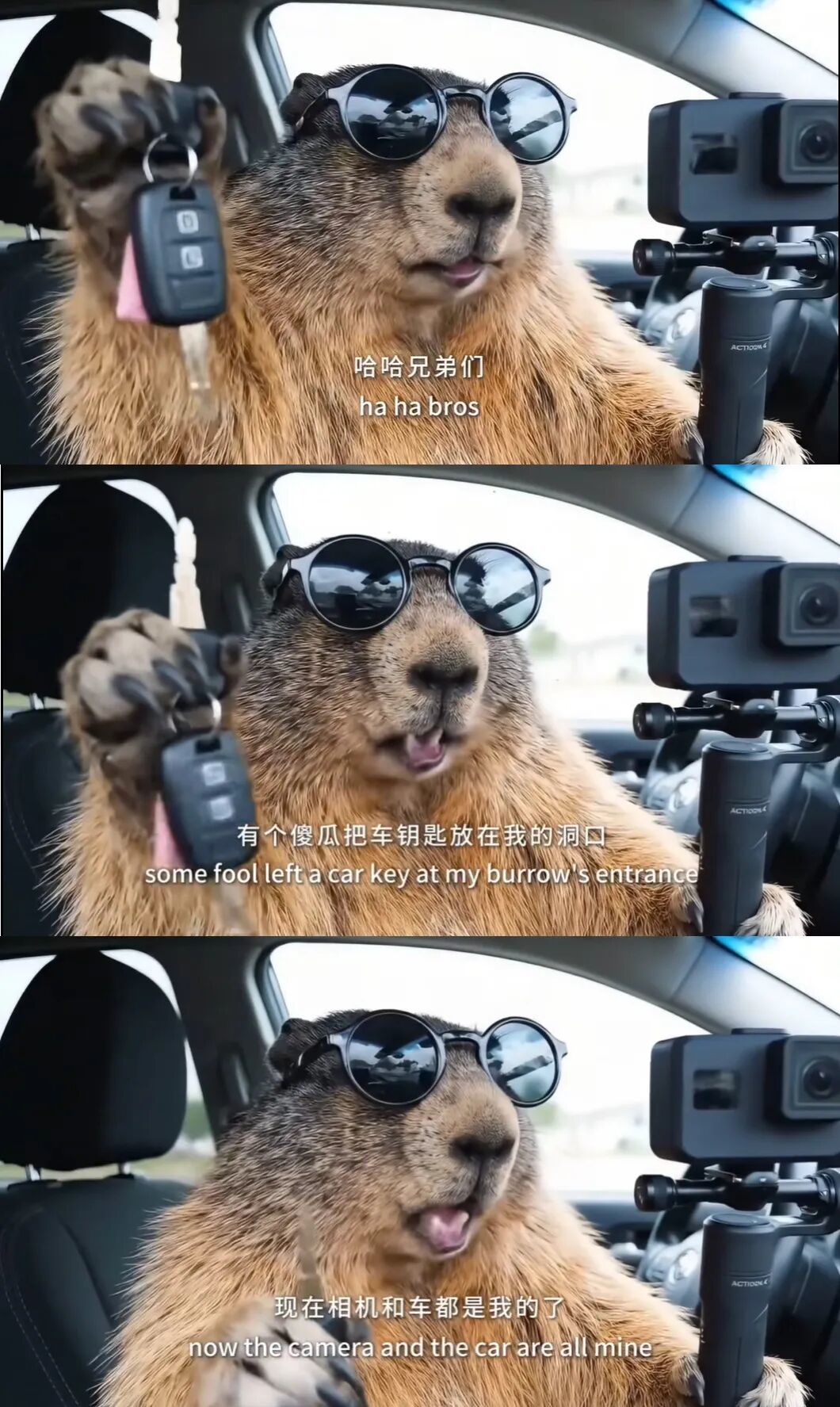 国庆去户外遇到这网红，劝你别碰_凤凰网