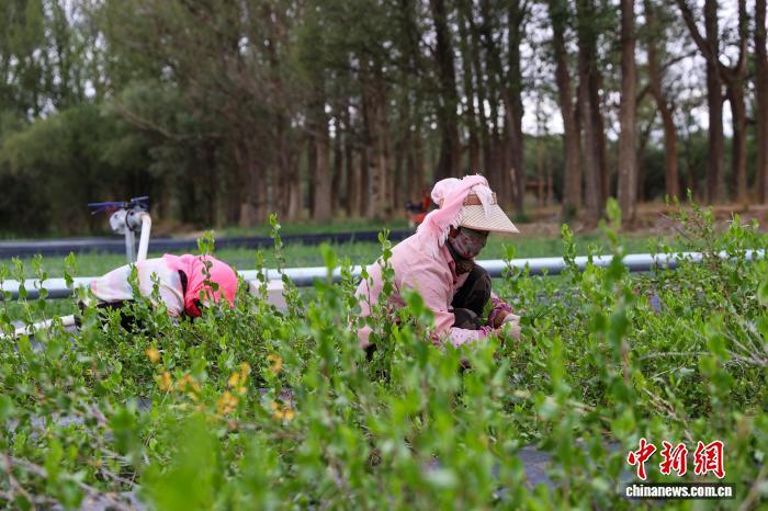 探访中国首个高寒荒漠区沙生植物种质资源库_凤凰网资讯_凤凰网