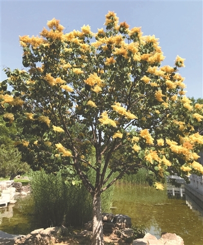 以“北京”命名的那些花儿_凤凰网财经_凤凰网