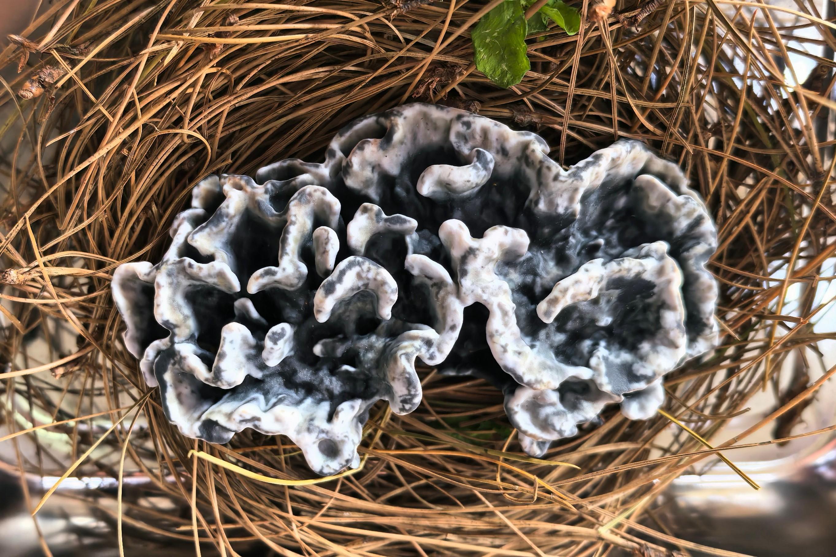 海量标本 三维识菌，野生菌“数字王国”来了_凤凰网