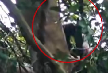 男子摔下山崖被树杈接住后昏迷，游客捡到手机，抬头发现了他_凤凰网