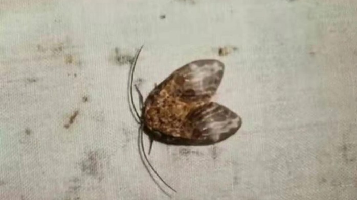 湖南发现全球新物种_凤凰网