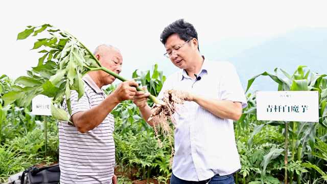 田野实验室｜教授研究“减肥美食”36年：一辈子就干一件事_凤凰网视频_凤凰网